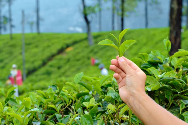 Agriculture Information