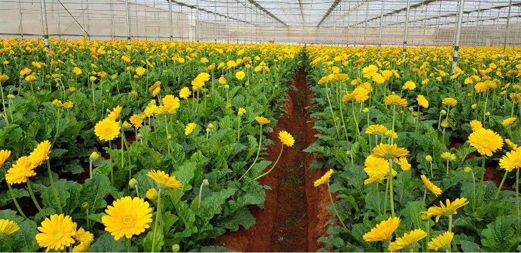 Gerbera Flower Farming In Maharashtra | Best Flower Site